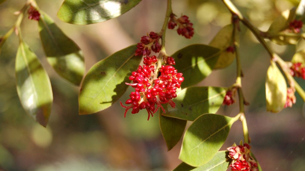 Distylium racemosum - Cambridge University Botanic Garden