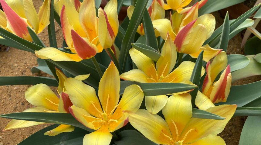 Species tulips – what’s special about them and how to grow them in your ...