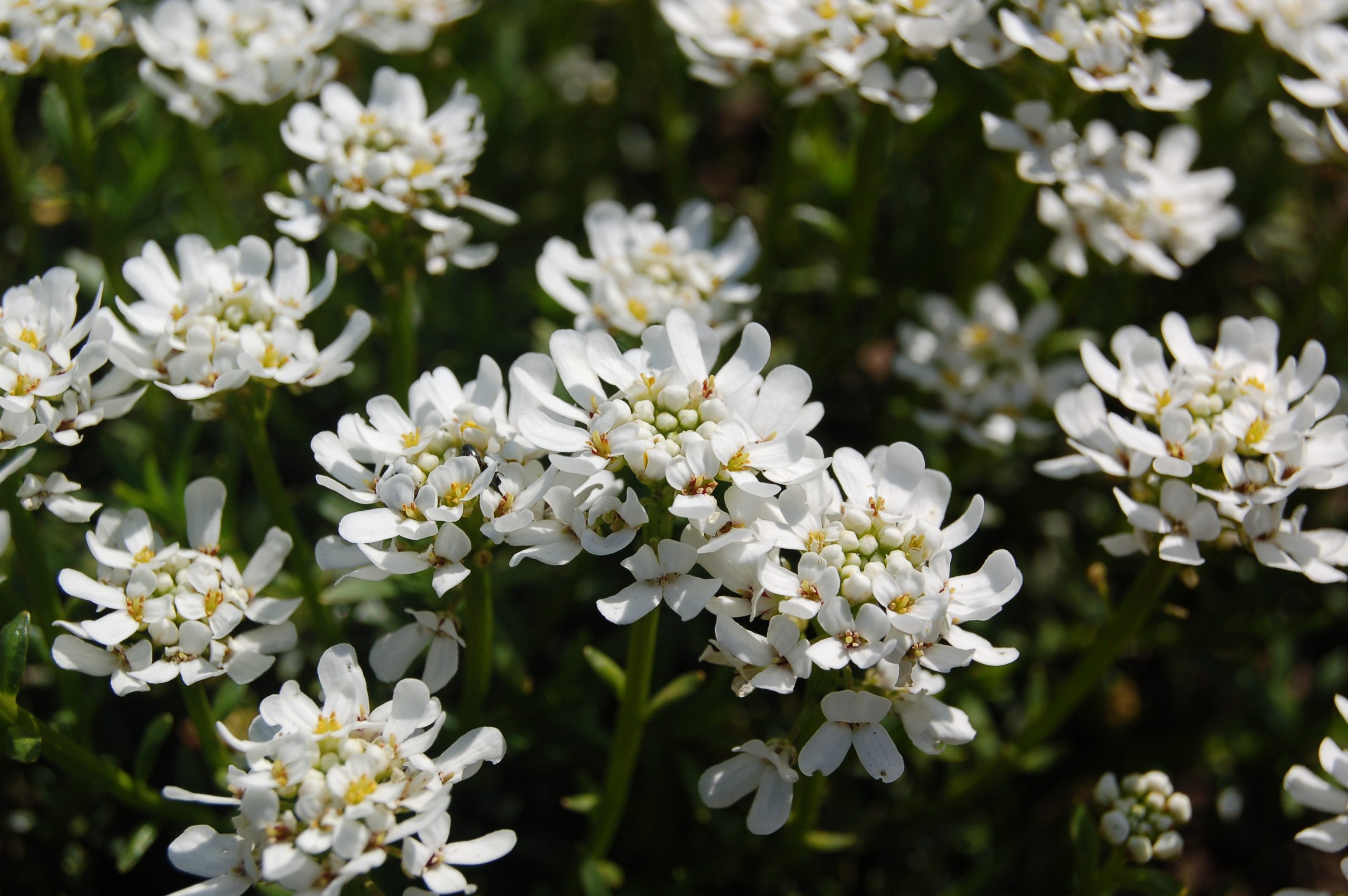 Iberis sempervirens - Cambridge University Botanic Garden