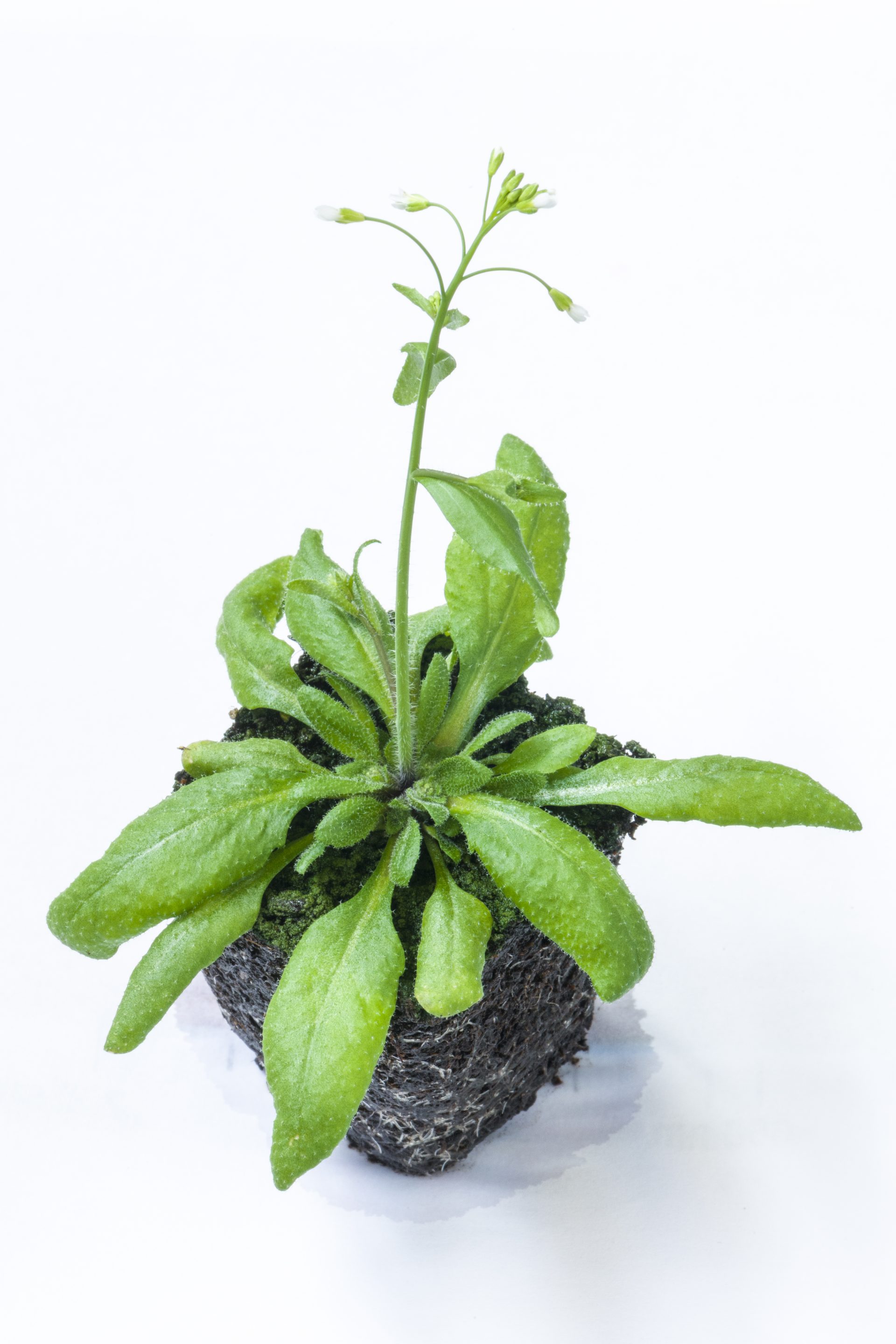 Thale Cress (Arabidopsis thaliana) - Cambridge University Botanic Garden
