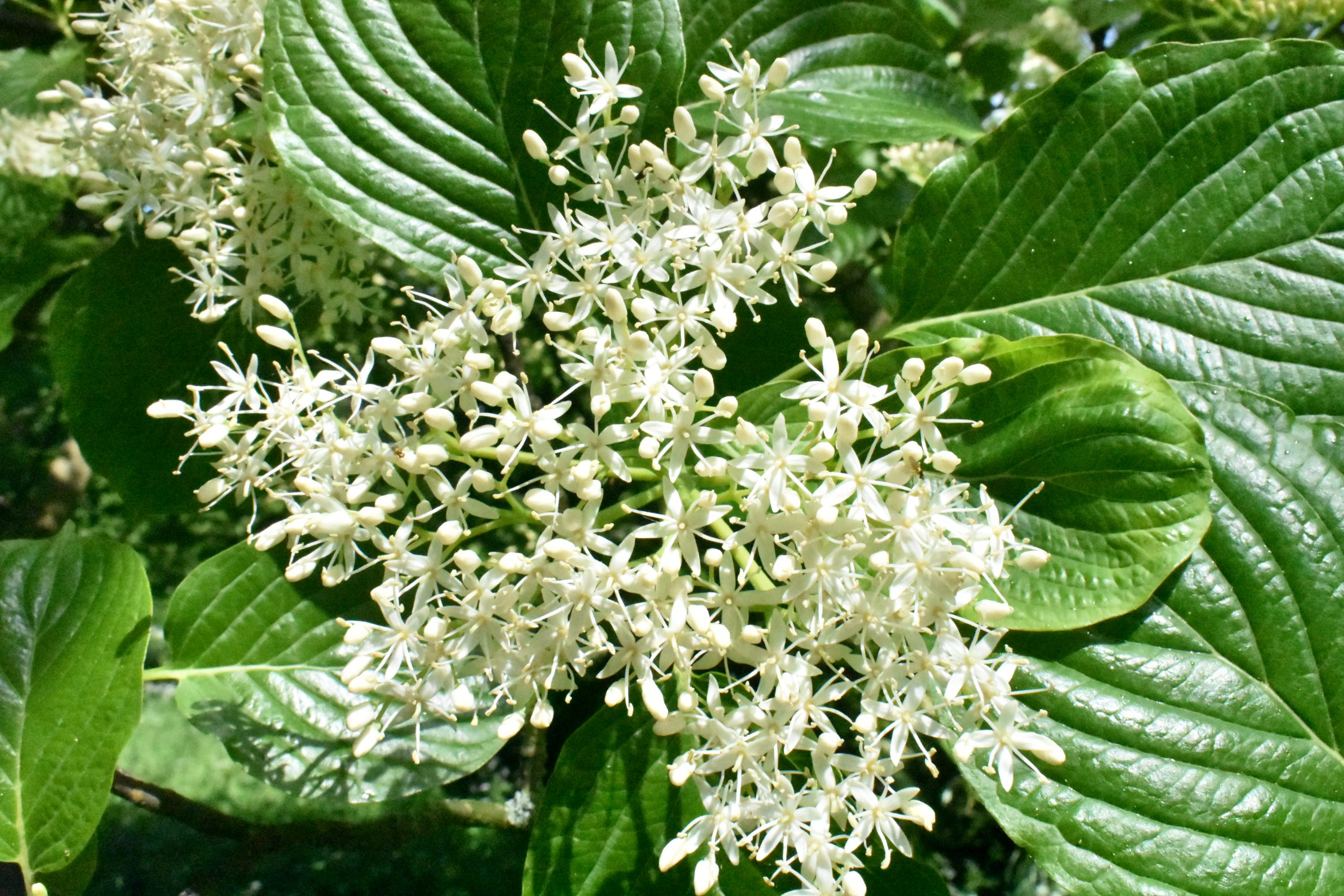 Cornus controversa - Cambridge University Botanic Garden