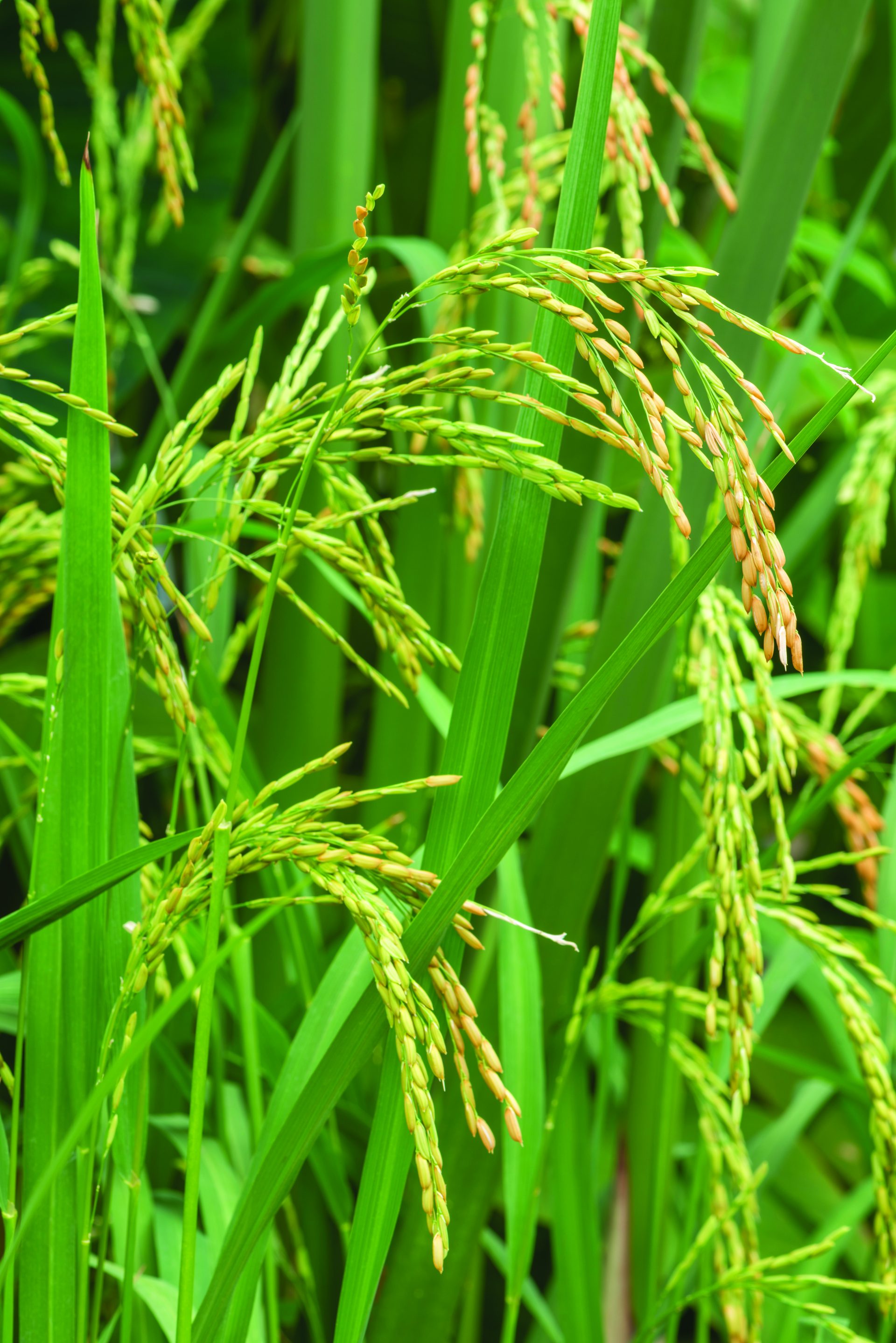 Rice (Oryza sativa) - Cambridge University Botanic Garden