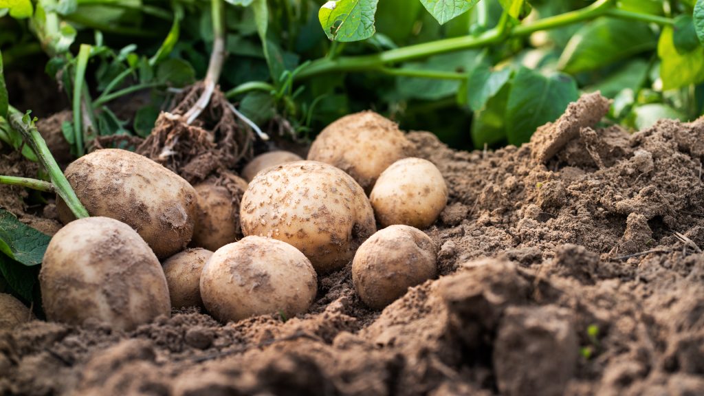 Potato (Solanum tuberosum) - Cambridge University Botanic Garden