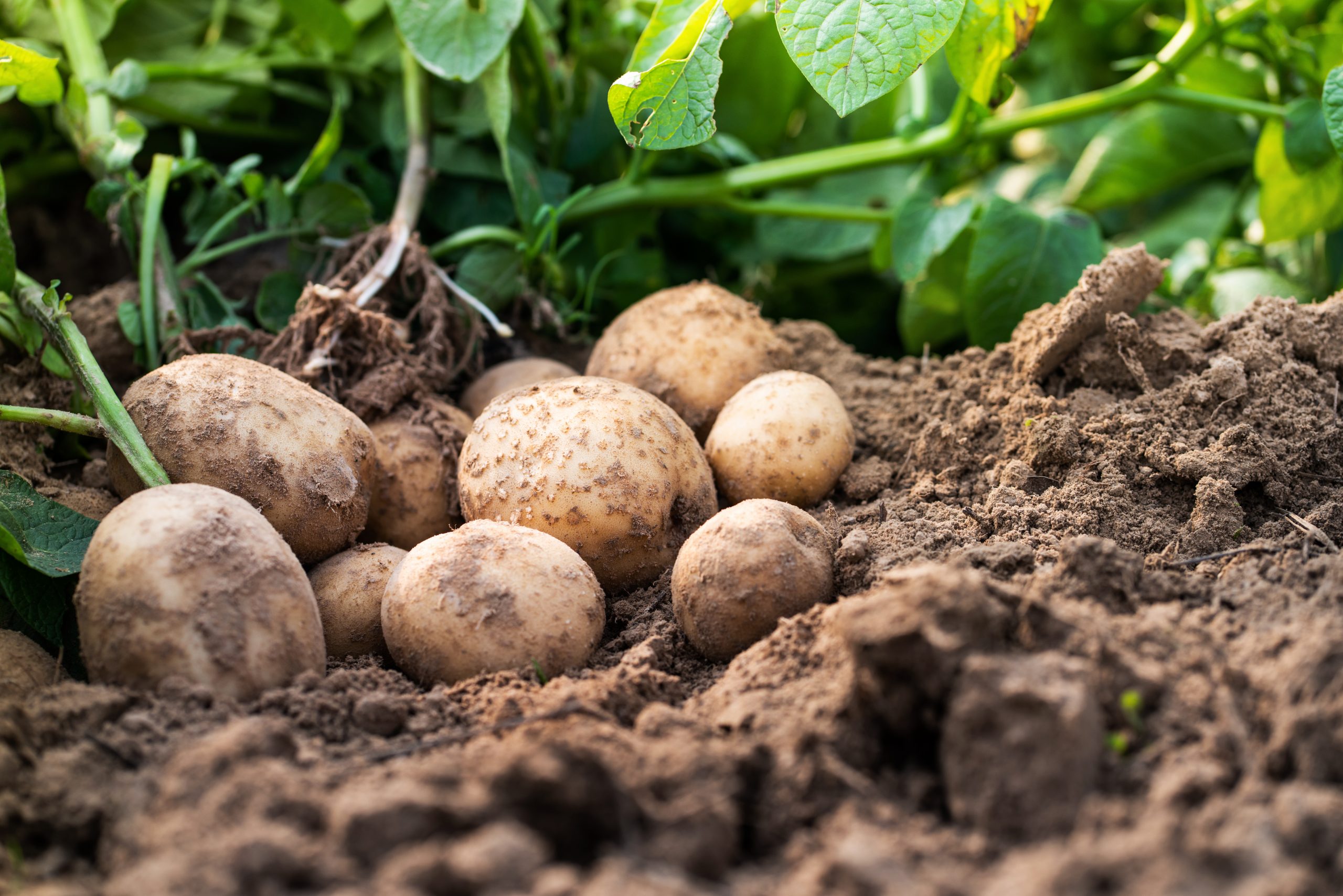 Fresh,Organic,Potatoes,In,The,Field,harvesting,Potatoes,From,Soil ...