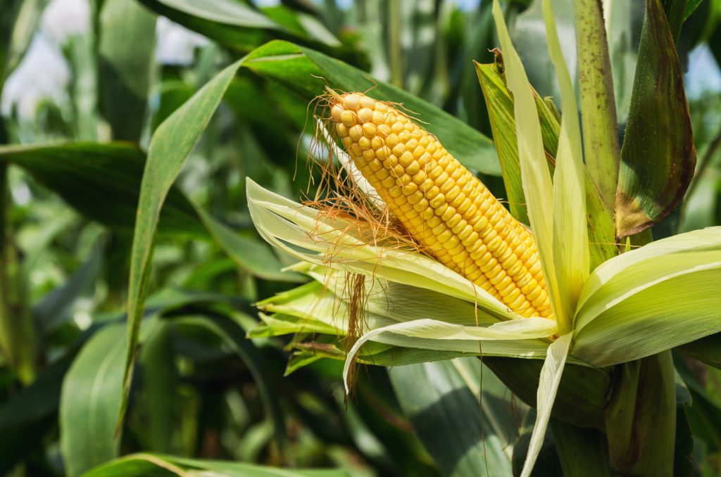 Maize (Zea mays) - Cambridge University Botanic Garden