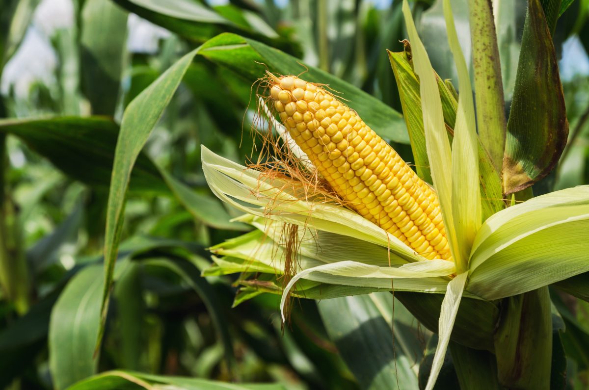 Maize (Zea mays) - Cambridge University Botanic Garden
