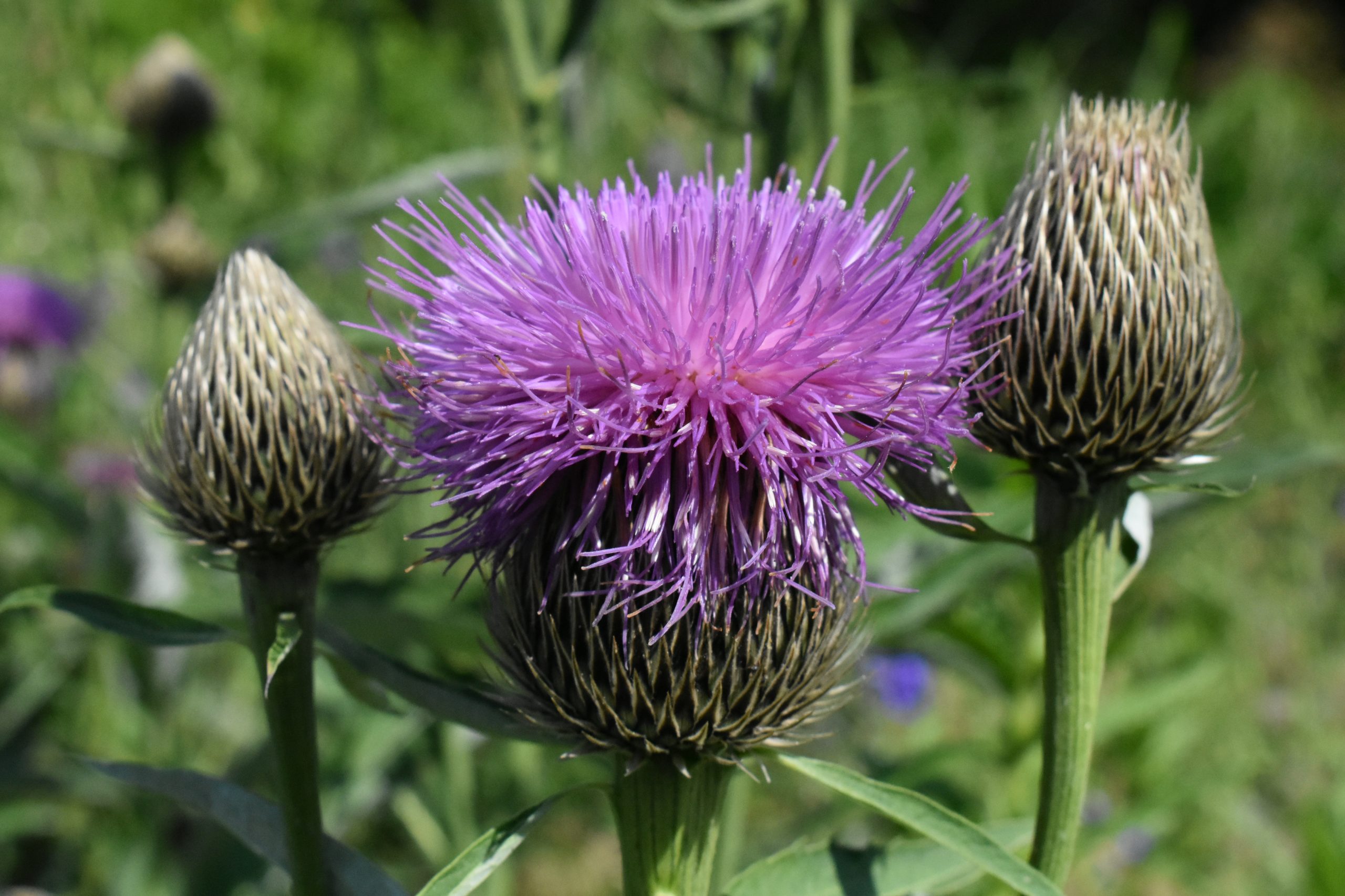 Rhaponticum centauroides - Cambridge University Botanic Garden