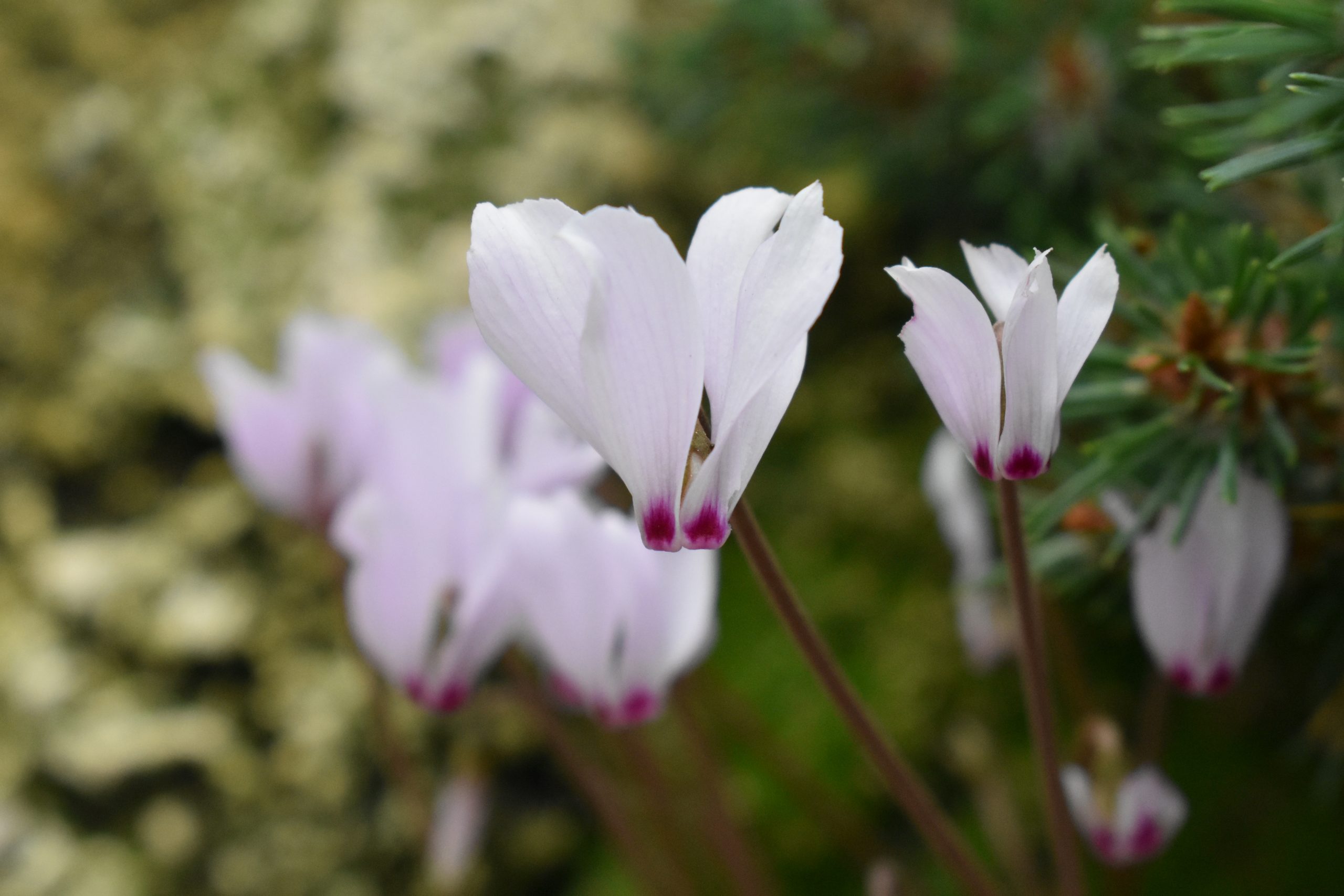 Cyclamen cilicium - Cambridge University Botanic Garden