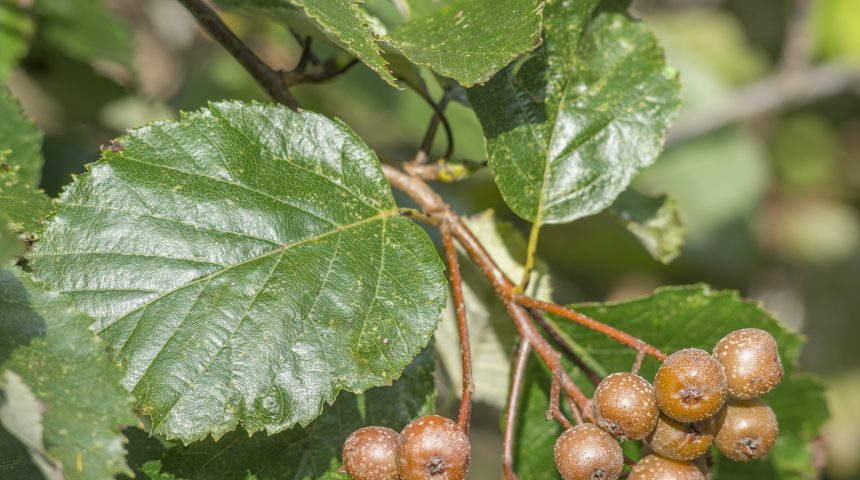 Whitebeams and Rowans (Sorbus spp.) - Cambridge University Botanic Garden
