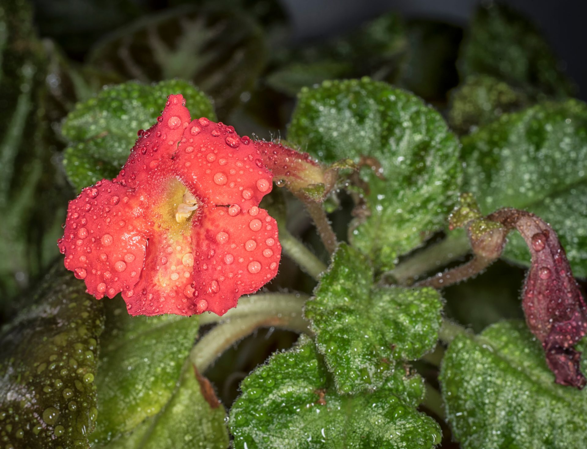 Monkeyflowers (Mimulus spp.) - Cambridge University Botanic Garden