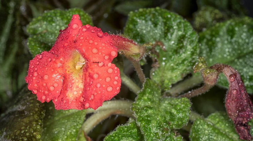 Monkeyflowers (Mimulus spp.) - Cambridge University Botanic Garden