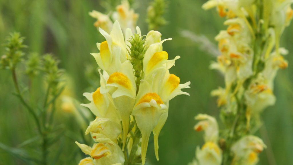 Common Toadflax - Cambridge University Botanic Garden