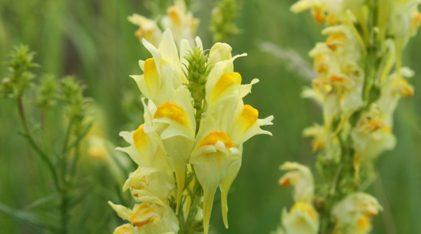 Common Toadflax - Cambridge University Botanic Garden