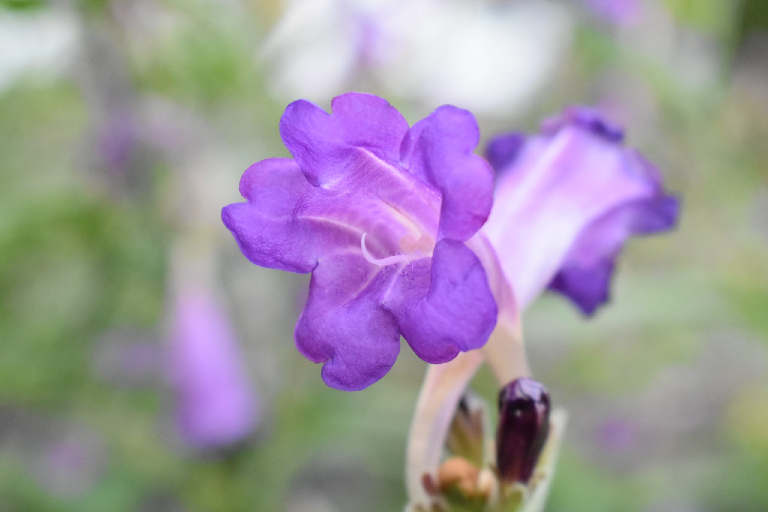 Strobilanthes wallichii - Cambridge University Botanic Garden