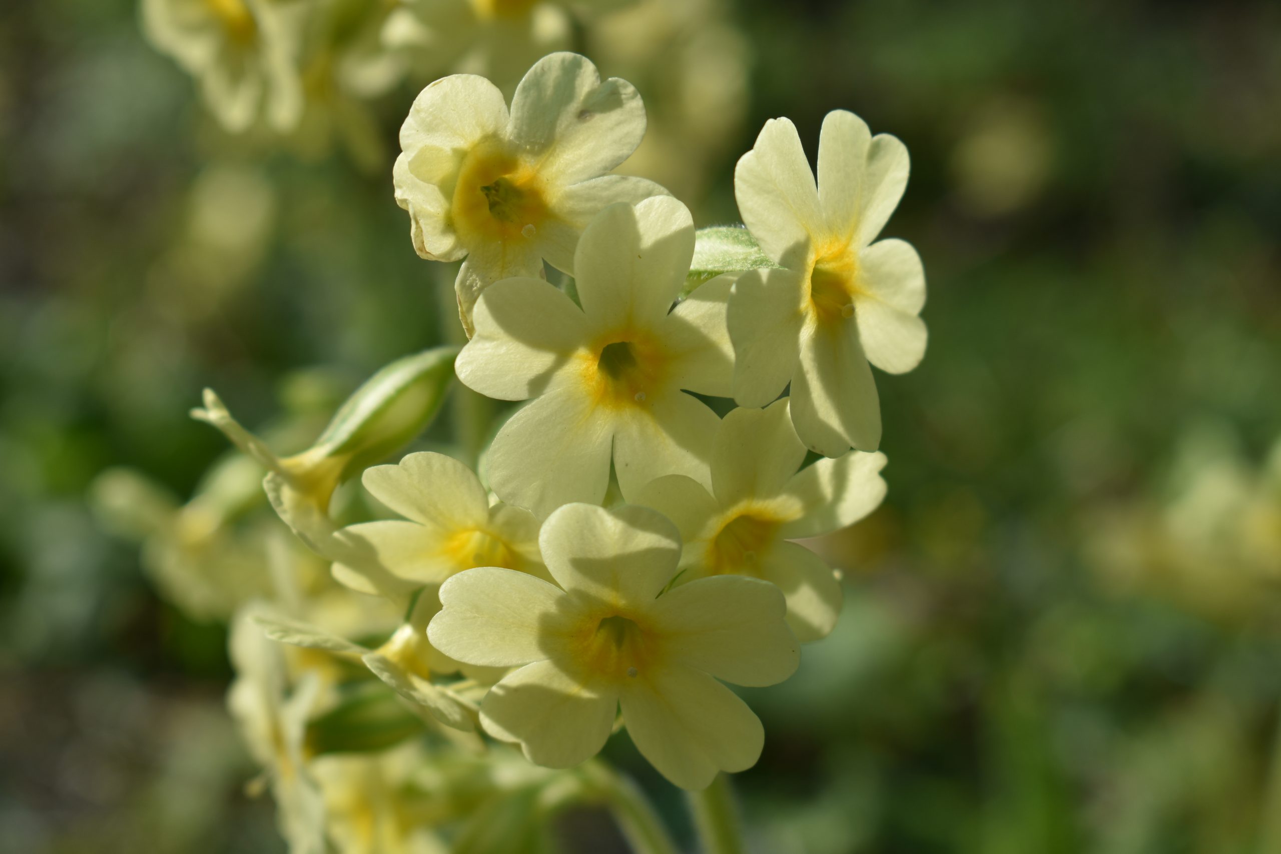 Primula elatior - Cambridge University Botanic Garden