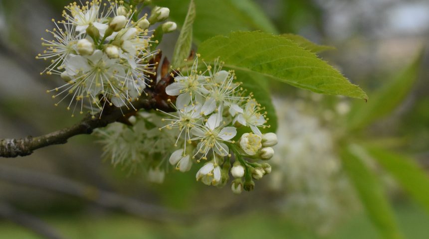 Prunus maackii - Cambridge University Botanic Garden