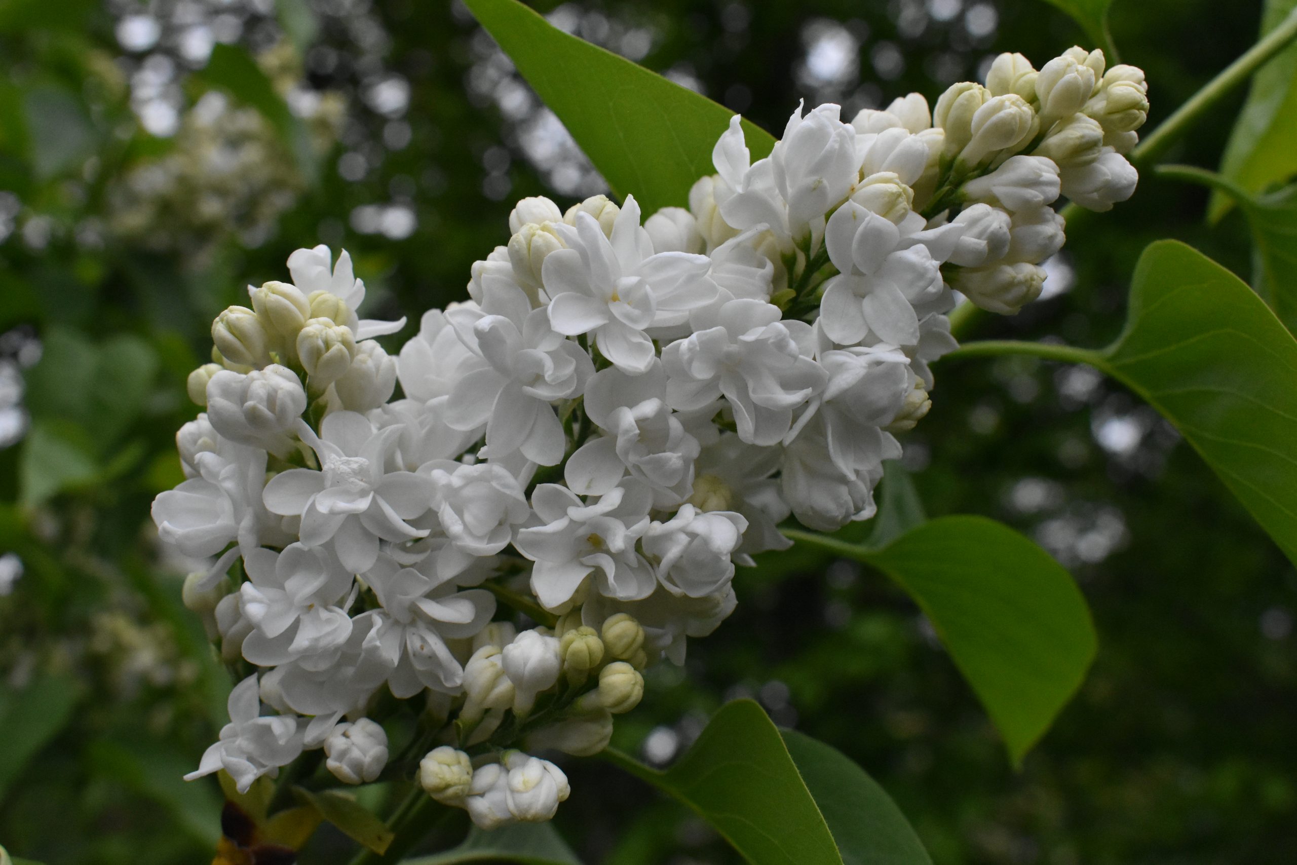 Syringa 'Ellen Willmott' - Cambridge University Botanic Garden