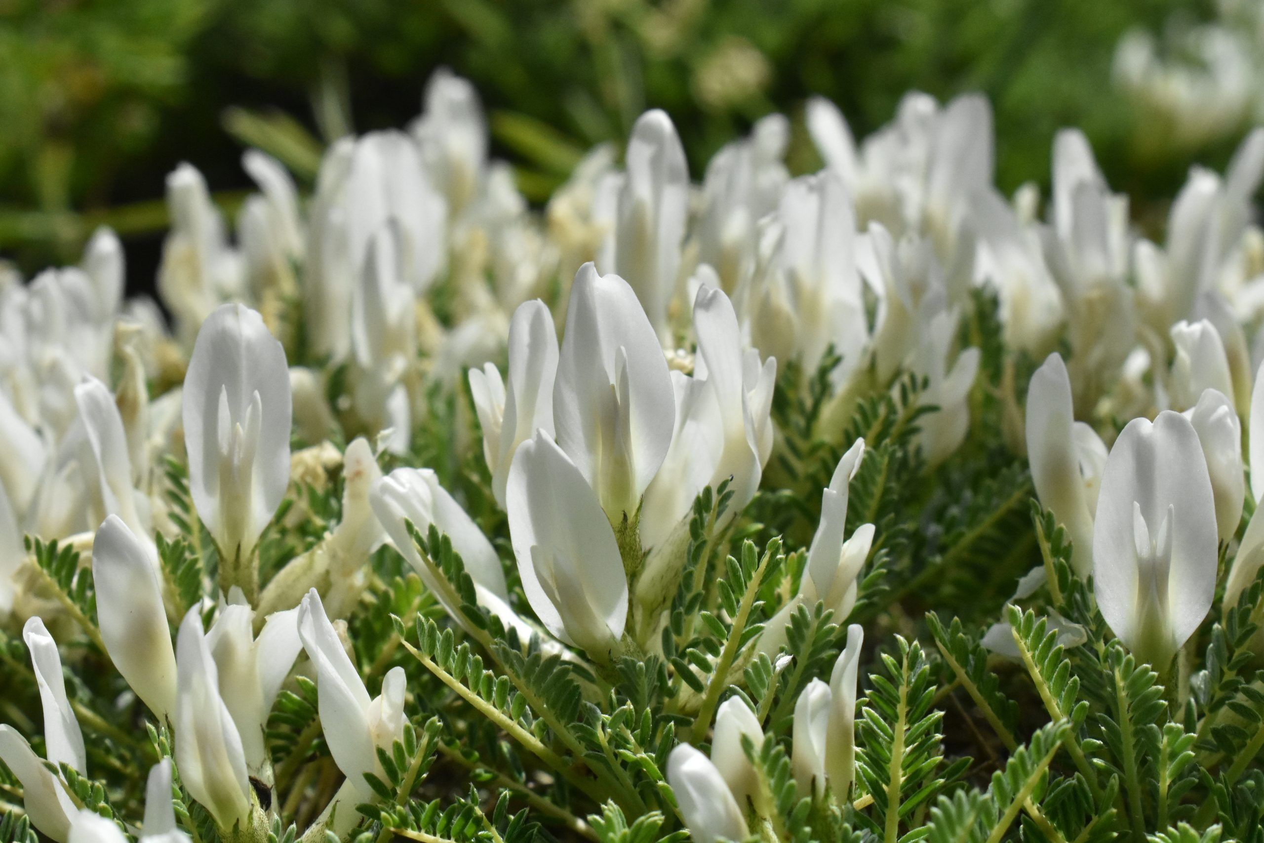 Astragalus ambiguum - Cambridge University Botanic Garden