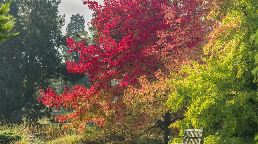 'The Colours of Cambridge University Botanic Garden’ photography ...