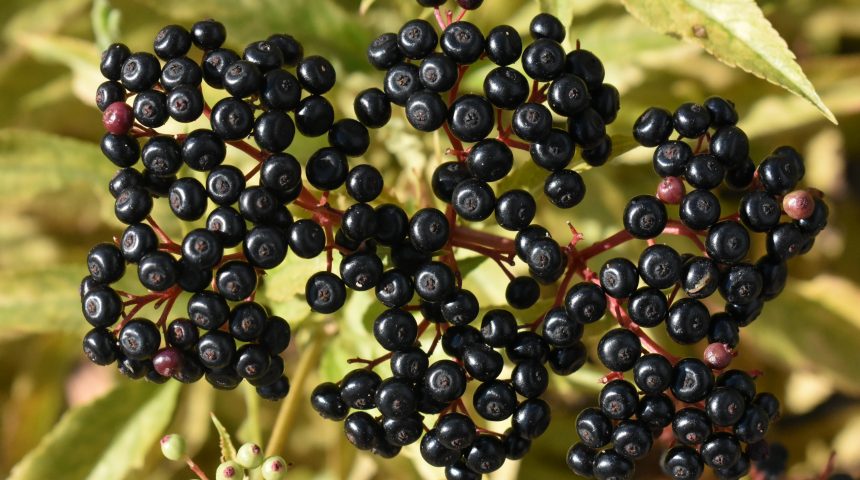 Sambucus ebulus - Cambridge University Botanic Garden