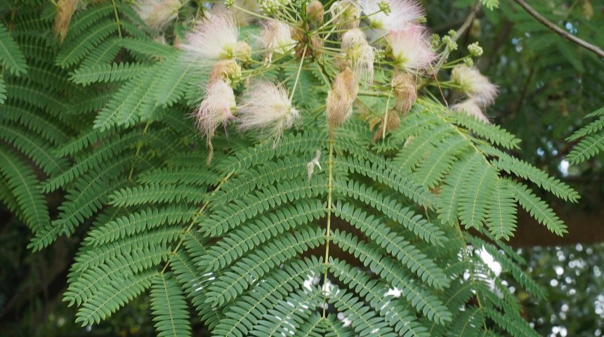 Tar Gum Tree (Clusia minor) - Cambridge Botanic Garden