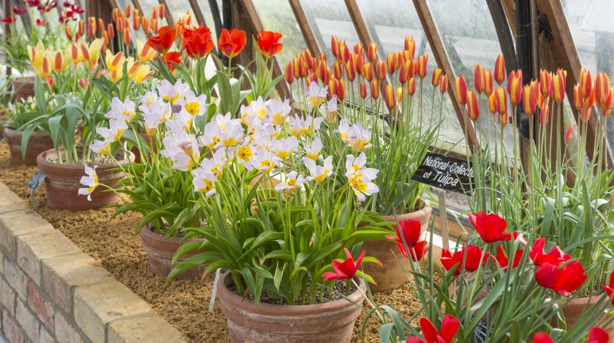 Tulips (Tulipa spp.) - Cambridge University Botanic Garden