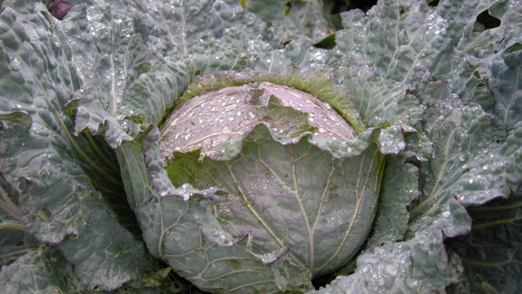 Wild Cabbage (Brassica oleracea) - Cambridge University Botanic Garden