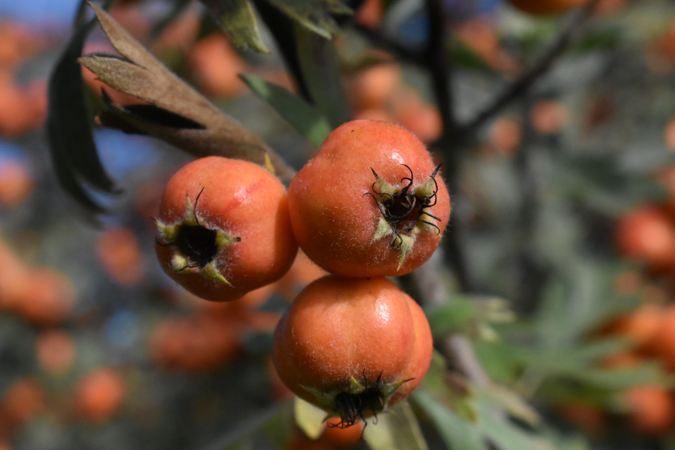 Crataegus laciniata - Cambridge University Botanic Garden