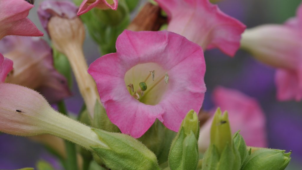 Tobacco (Nicotiana tabacum) - Cambridge University Botanic Garden
