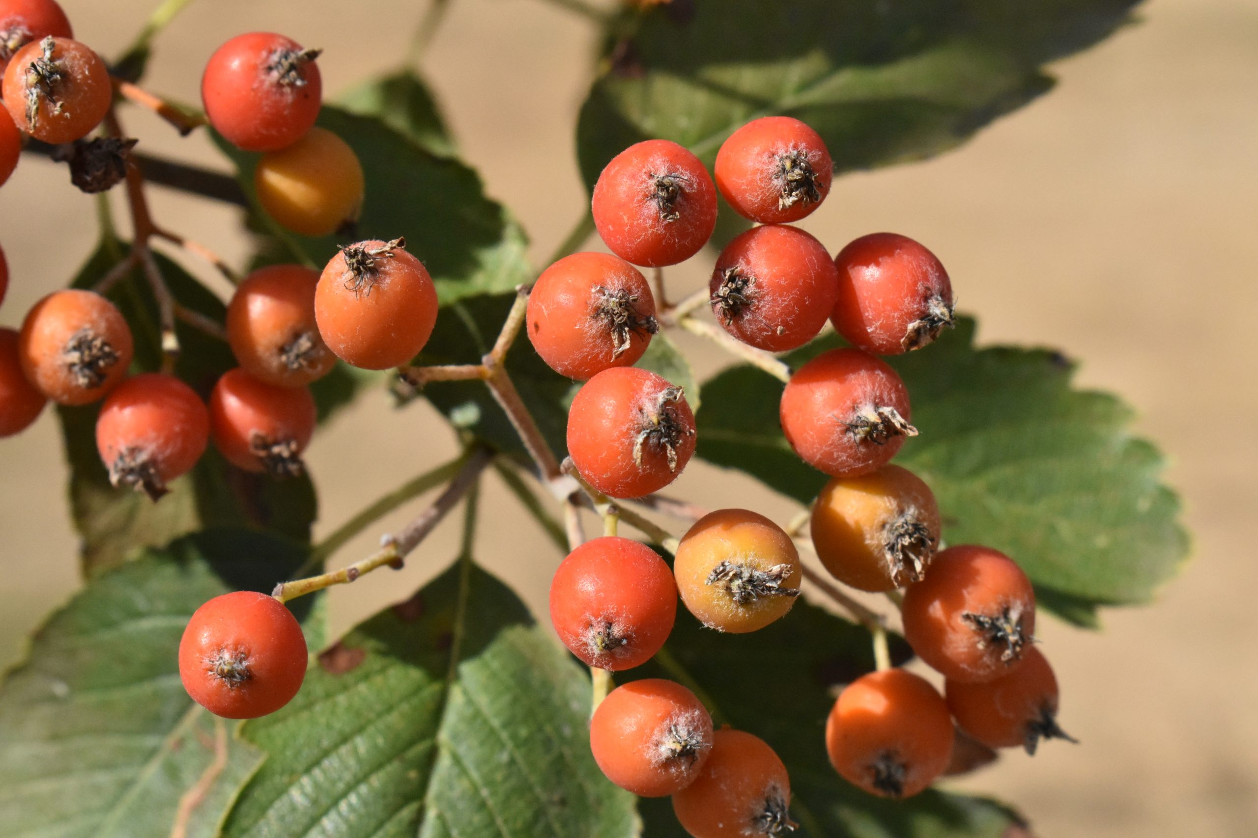 Sorbus leyana - Cambridge University Botanic Garden