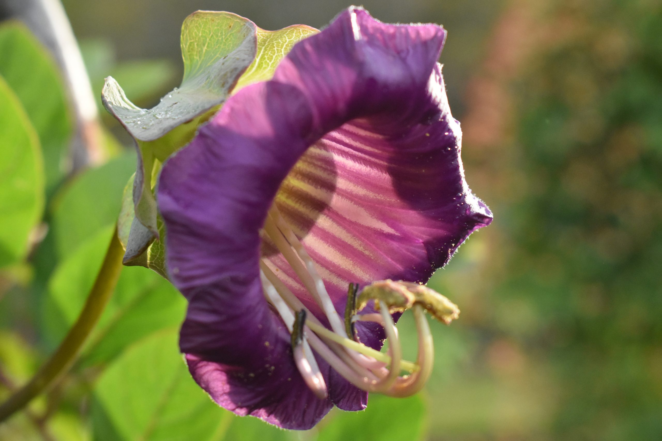 Cobaea scandens - Cambridge University Botanic Garden