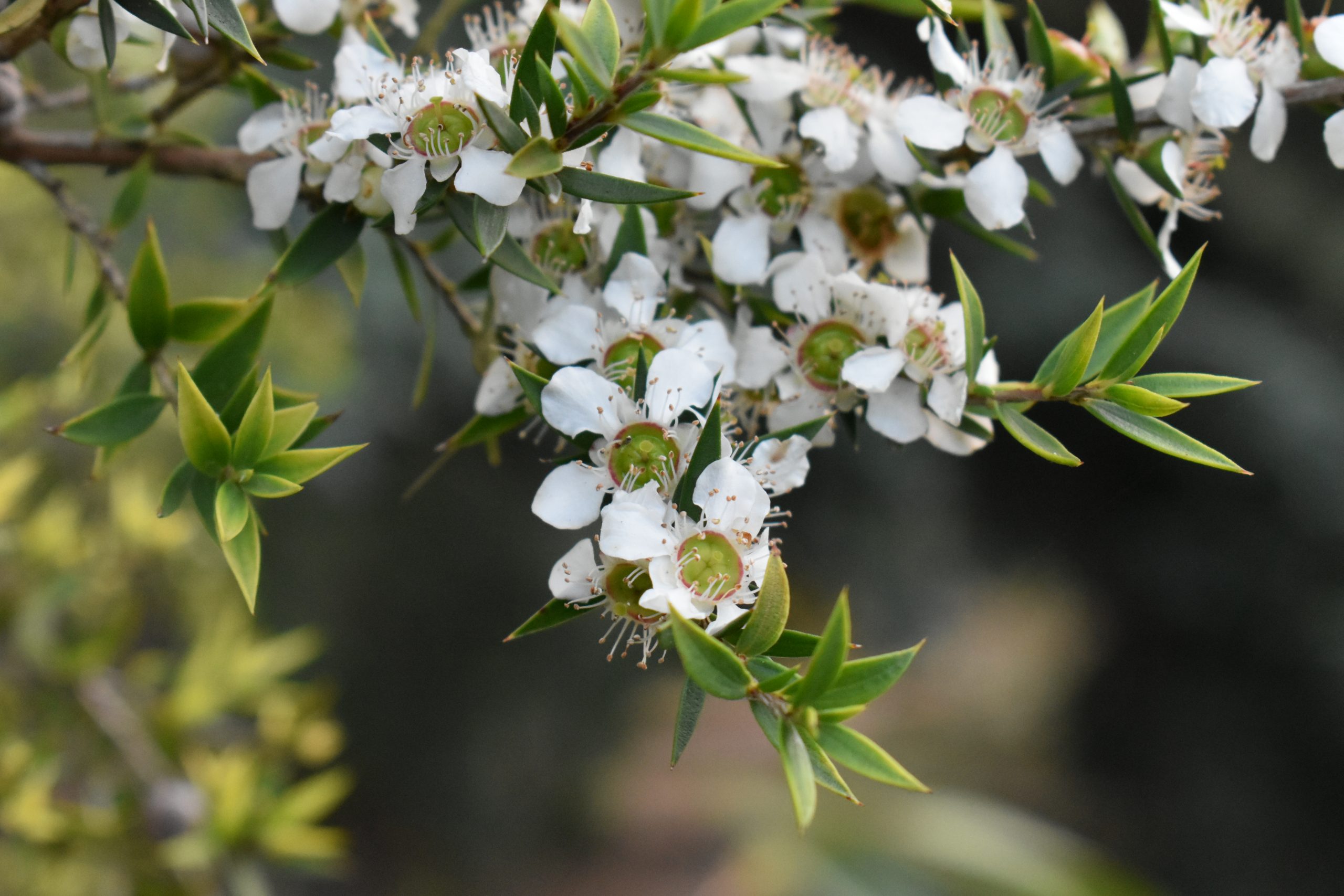 Leptospermum scoparium - Cambridge University Botanic Garden
