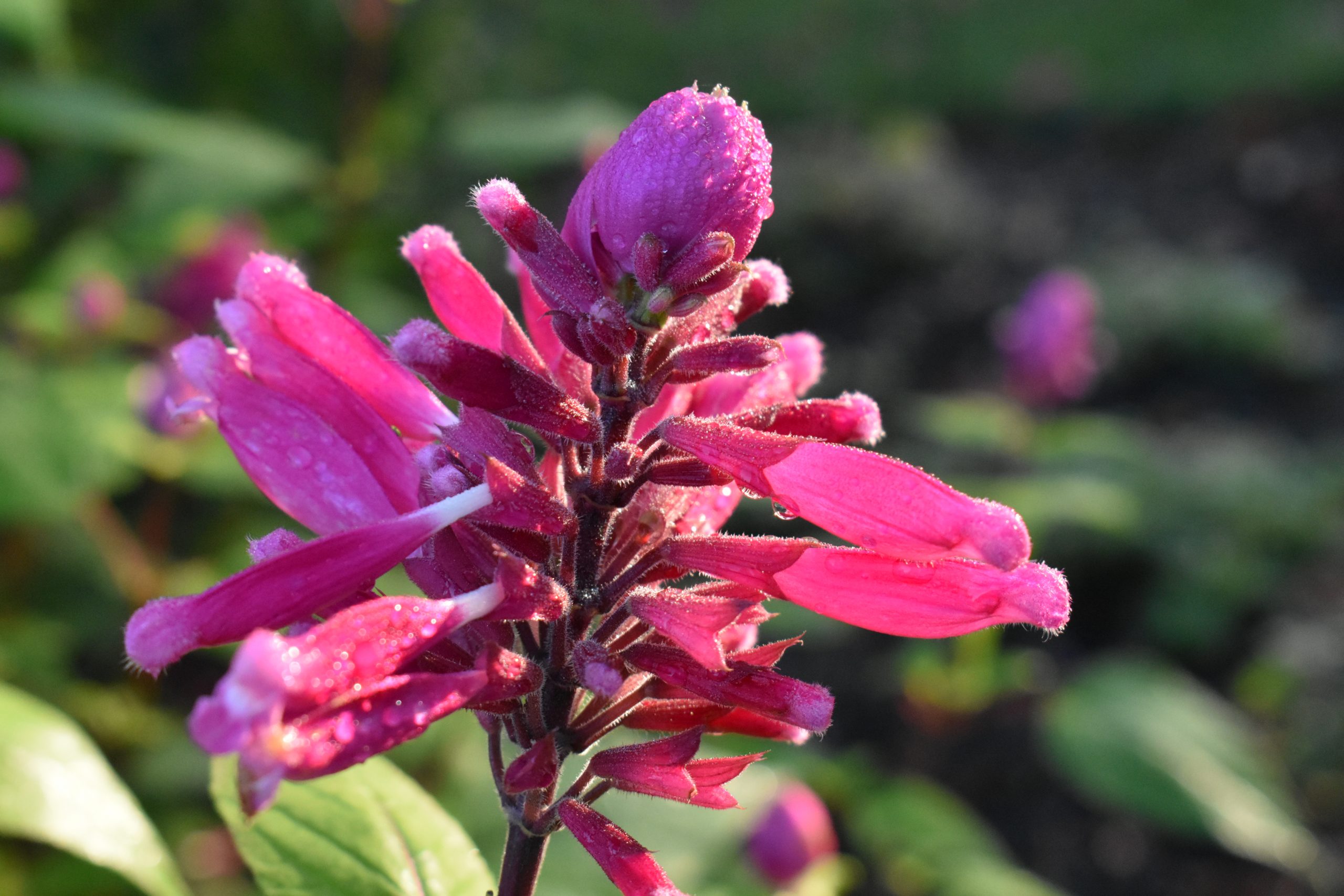 Salvia involucrata 'Bethellii' - Cambridge University Botanic Garden