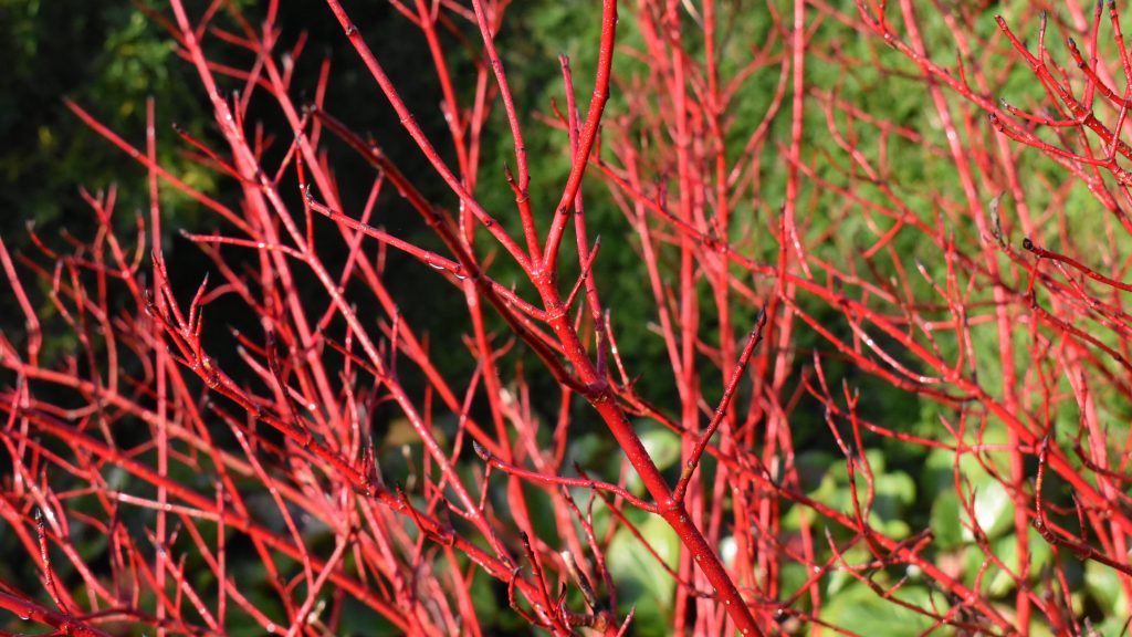 Cornus alba 'Sibirica' - Cambridge University Botanic Garden