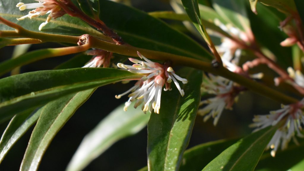 Sarcococca hookeriana var. digyna - Cambridge University Botanic Garden