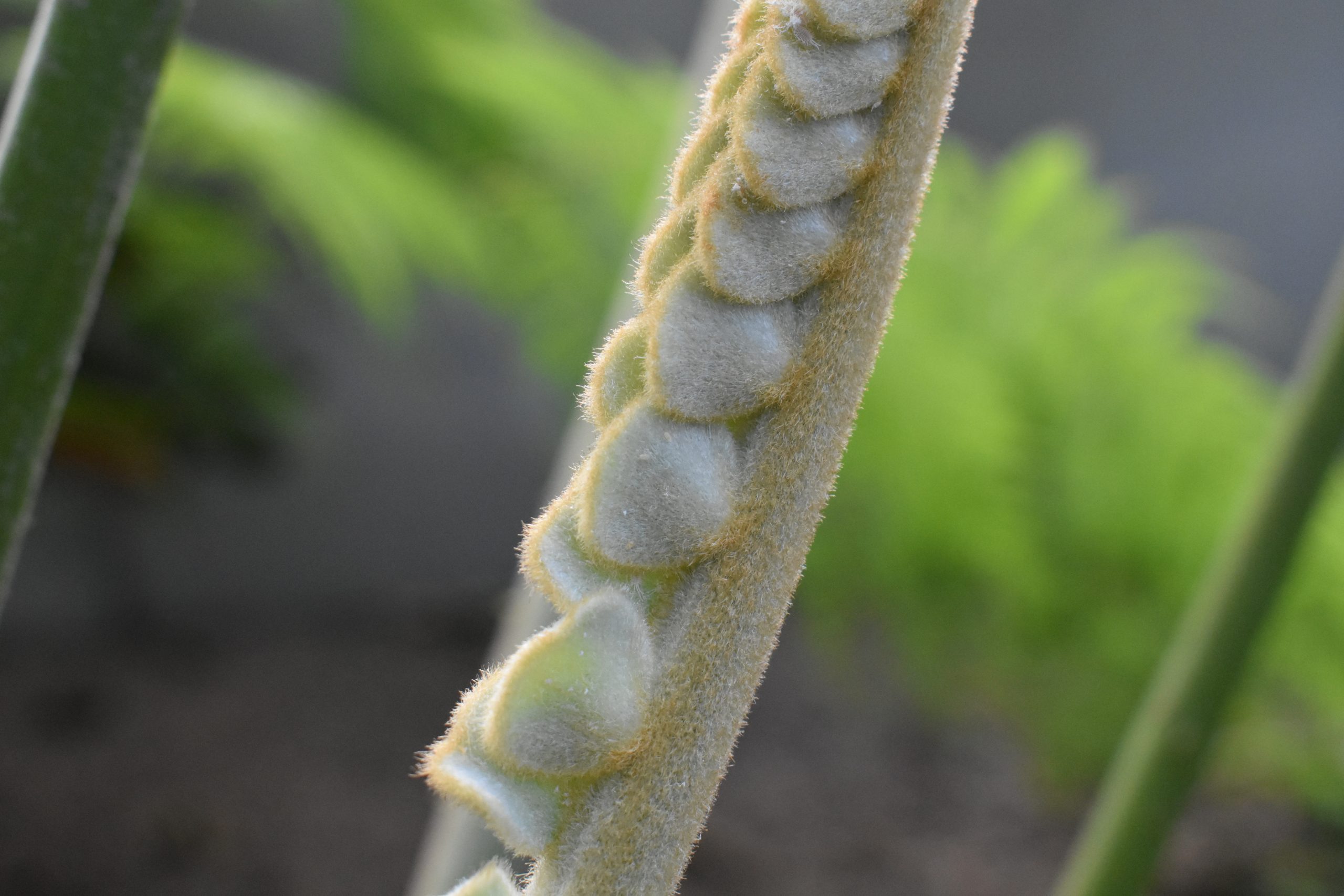 Zamia furfuracea - Cambridge University Botanic Garden