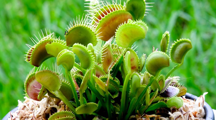 FULLY BOOKED Plants that bite back - Cambridge University Botanic Garden