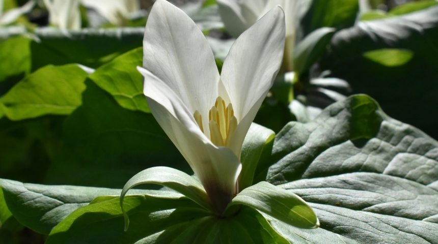 Trillium albidum - Cambridge University Botanic Garden