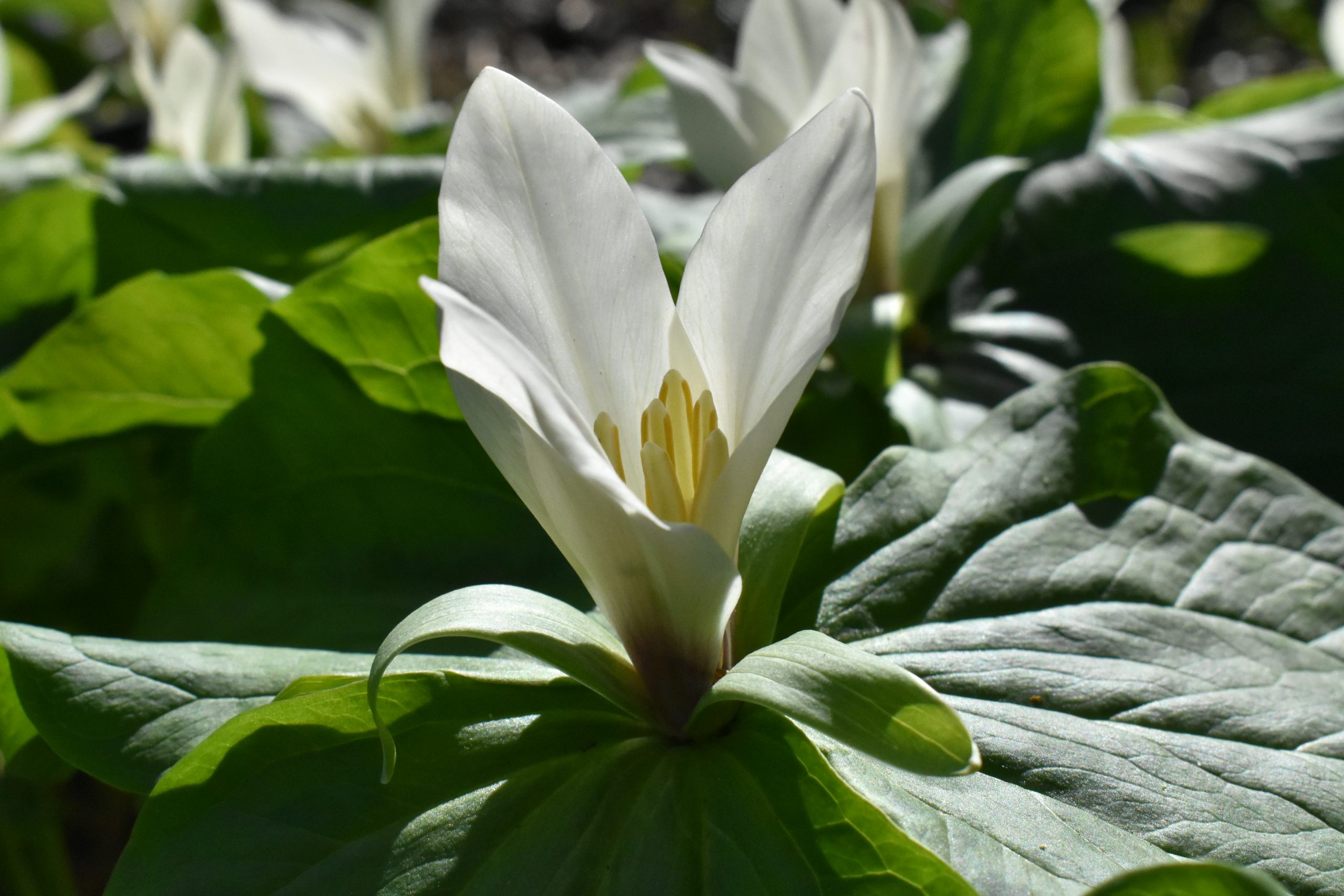 Trillium albidum - Cambridge University Botanic Garden