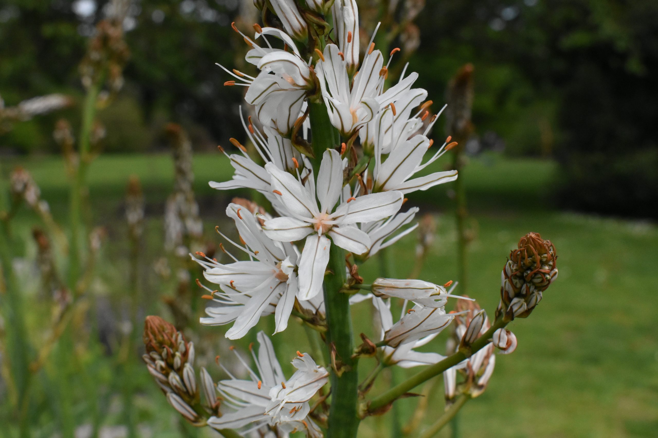 Asphodelus albus - Cambridge University Botanic Garden