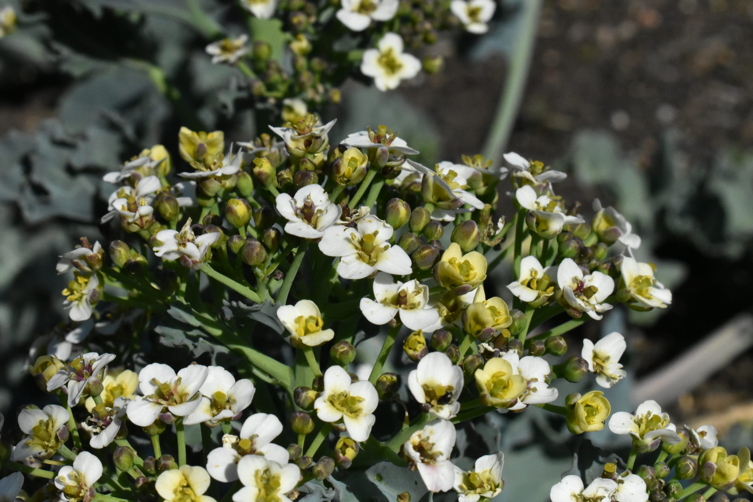 Crambe maritima - Cambridge Botanic Garden