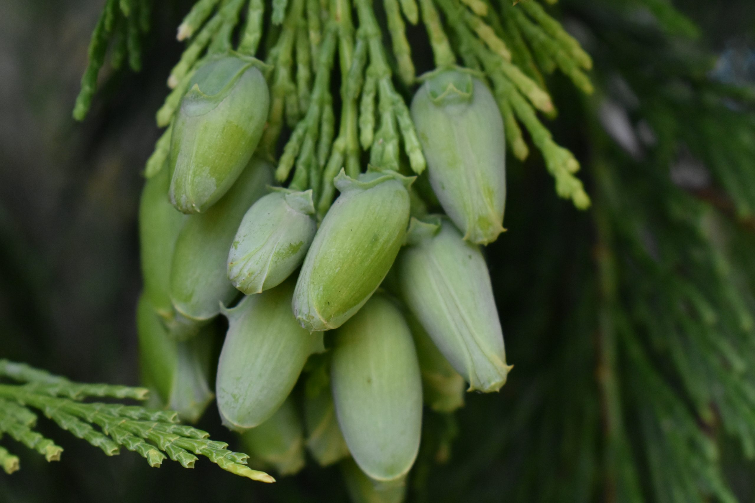 Calocedrus decurrens - Cambridge University Botanic Garden