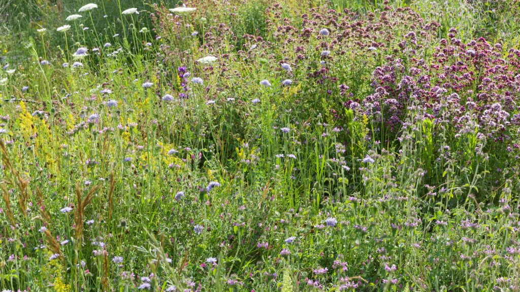 Beginners' guide to botany Courses - Cambridge University Botanic Garden