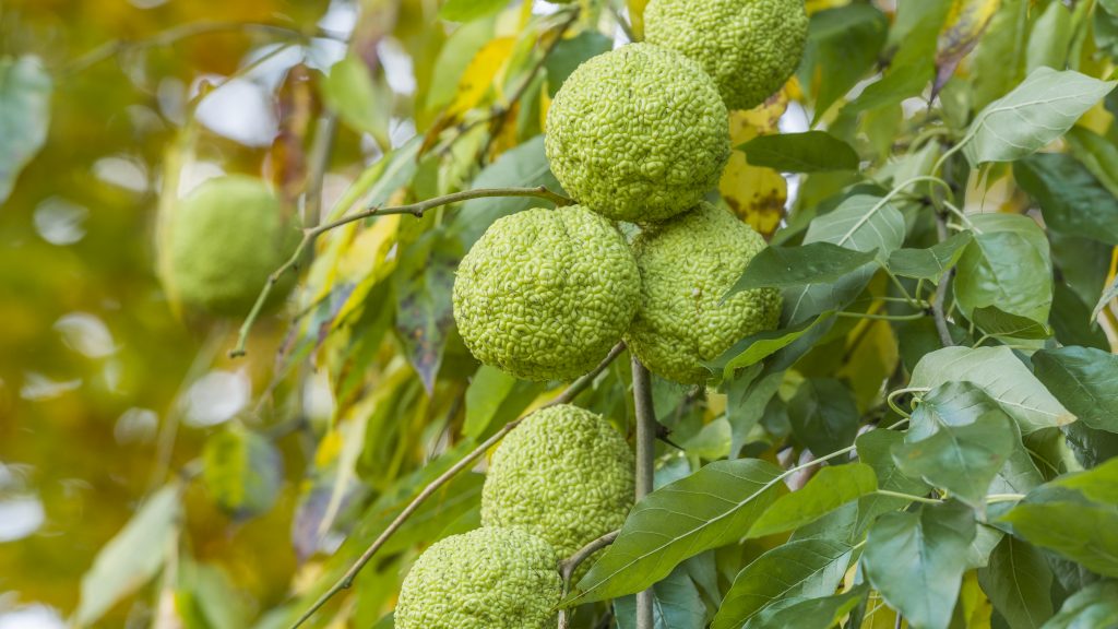 Maclura pomifera (Moraceae) - Cambridge University Botanic Garden