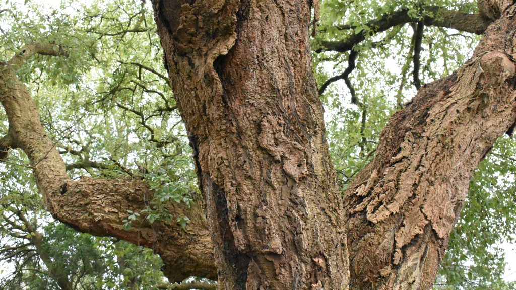 Quercus suber - Cambridge University Botanic Garden
