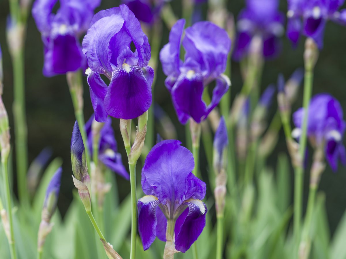 Iris germanica (Bearded Iris) - Cambridge University Botanic Garden