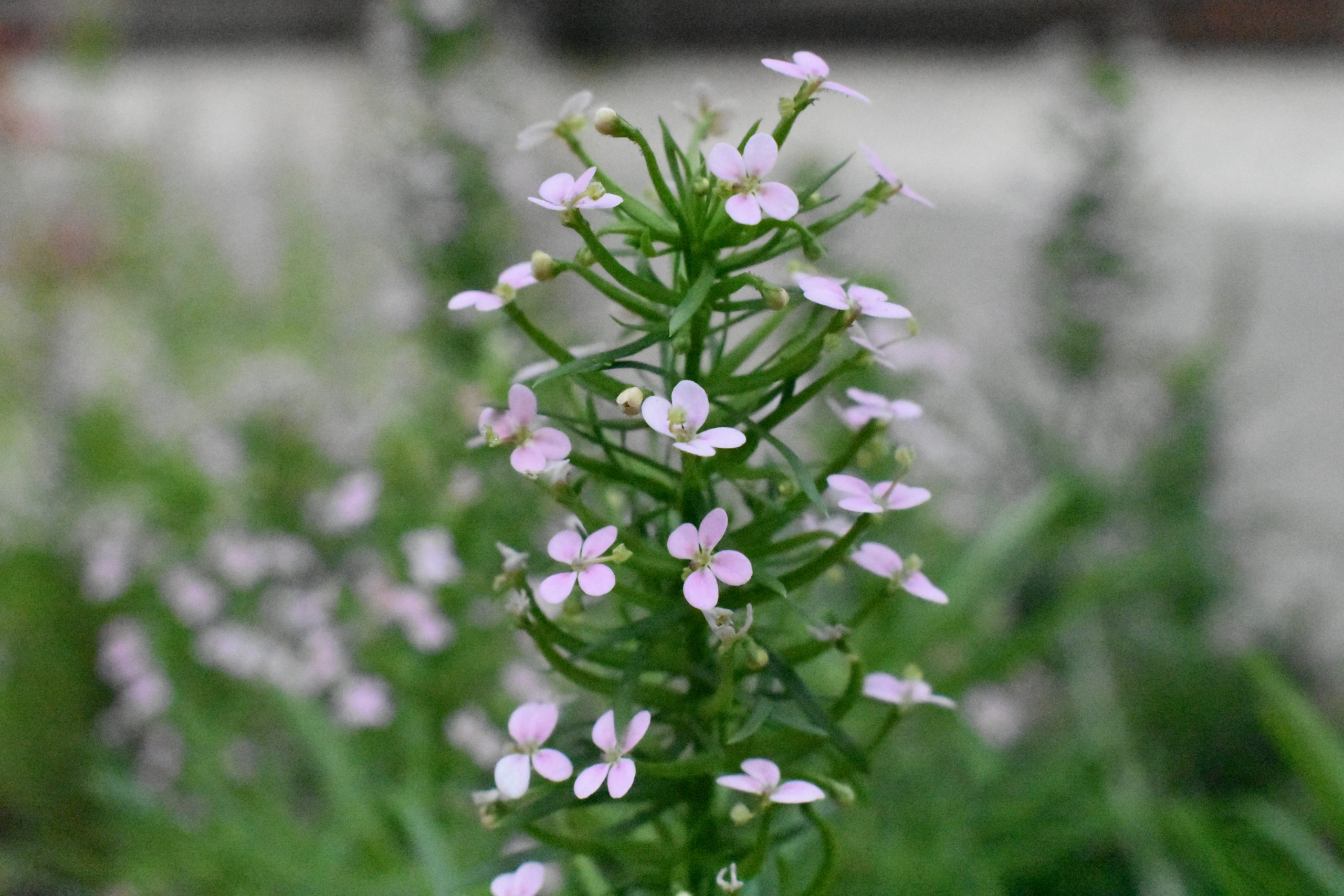 Stylidium adnatum - Cambridge University Botanic Garden
