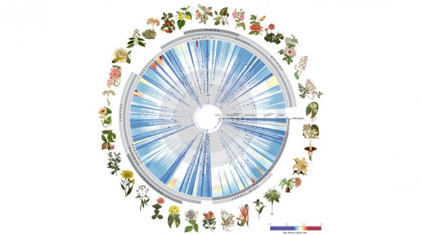 Redefined 'Tree of Life’ revealed in new Nature paper - Cambridge ...