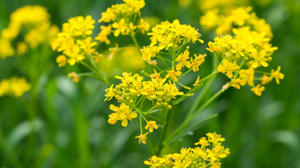 Isatis tinctoria (Woad) - Cambridge University Botanic Garden