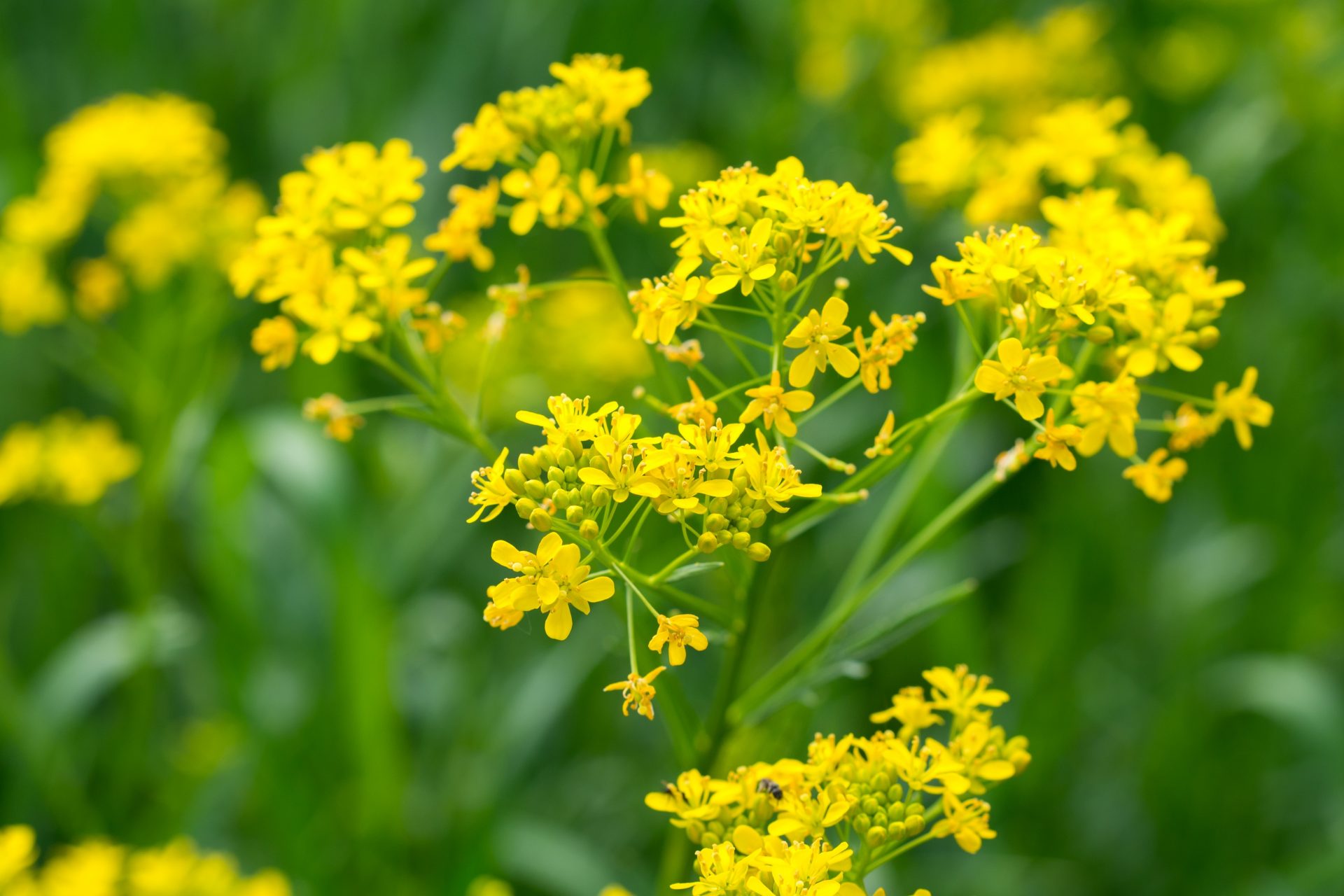 Isatis tinctoria (Woad) - Cambridge University Botanic Garden